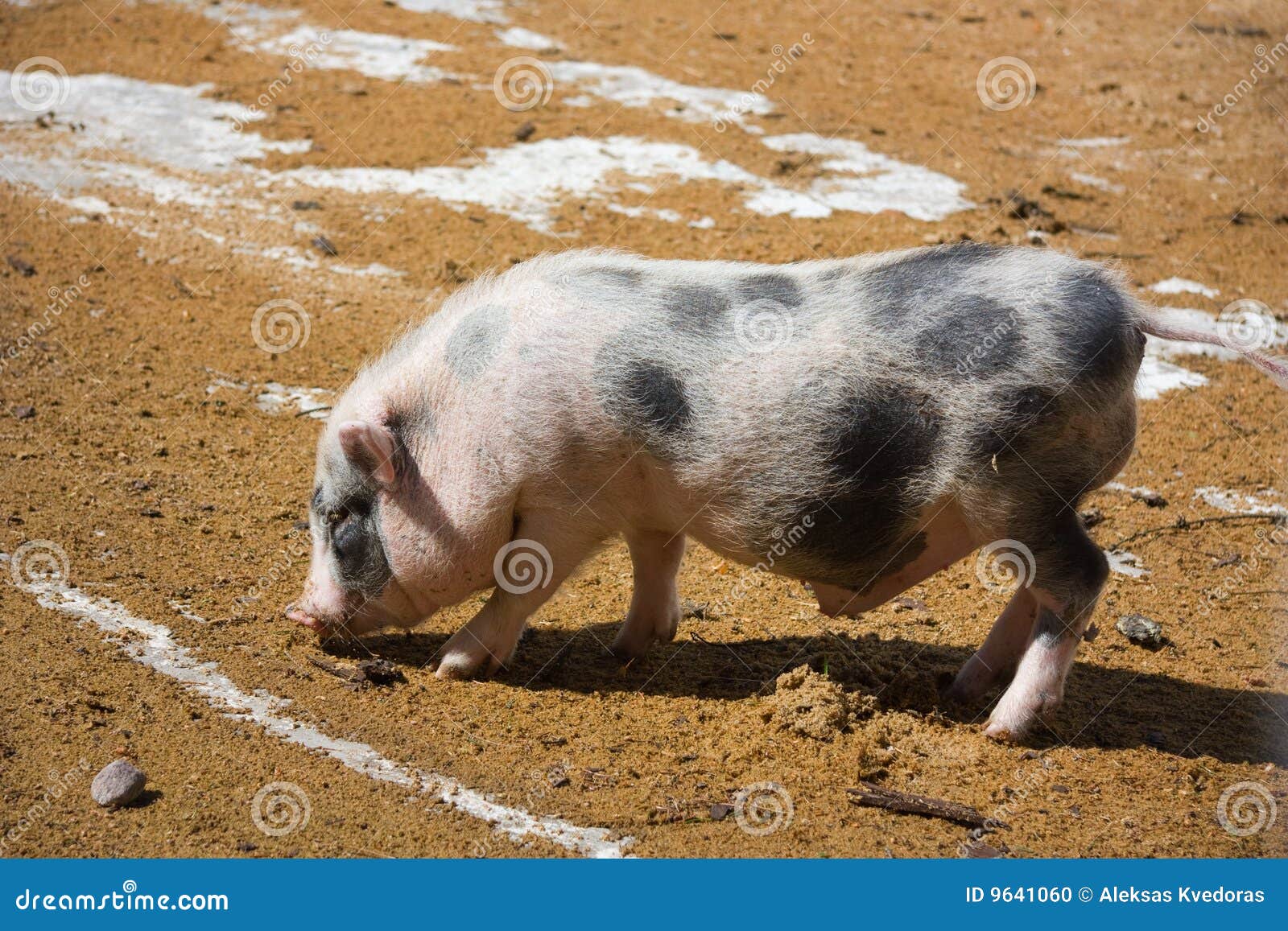 Young pig stock photo. Image of domestic, piglet, animal - 9641060