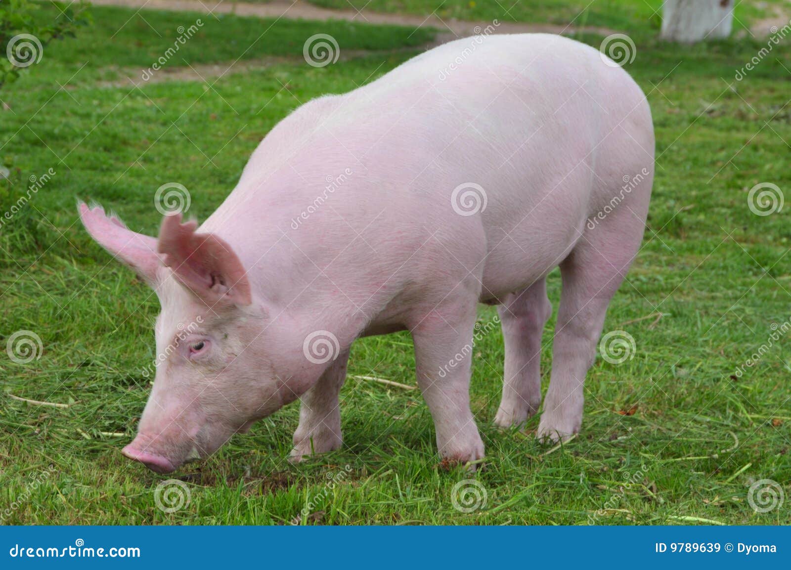 Young pig stock image. Image of white, mammal, young, close - 9789639