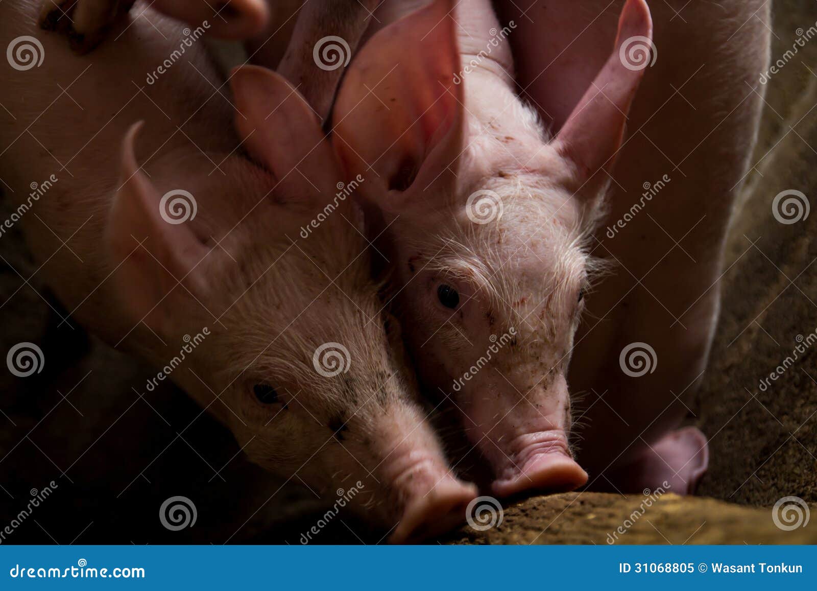 Young Pig stock image. Image of outdoors, farm, domestic - 31068805