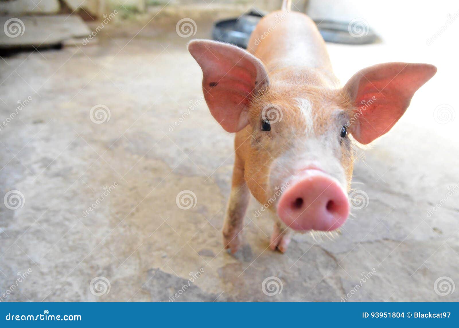 Young pig stock photo. Image of cattle, background, animal - 93951804