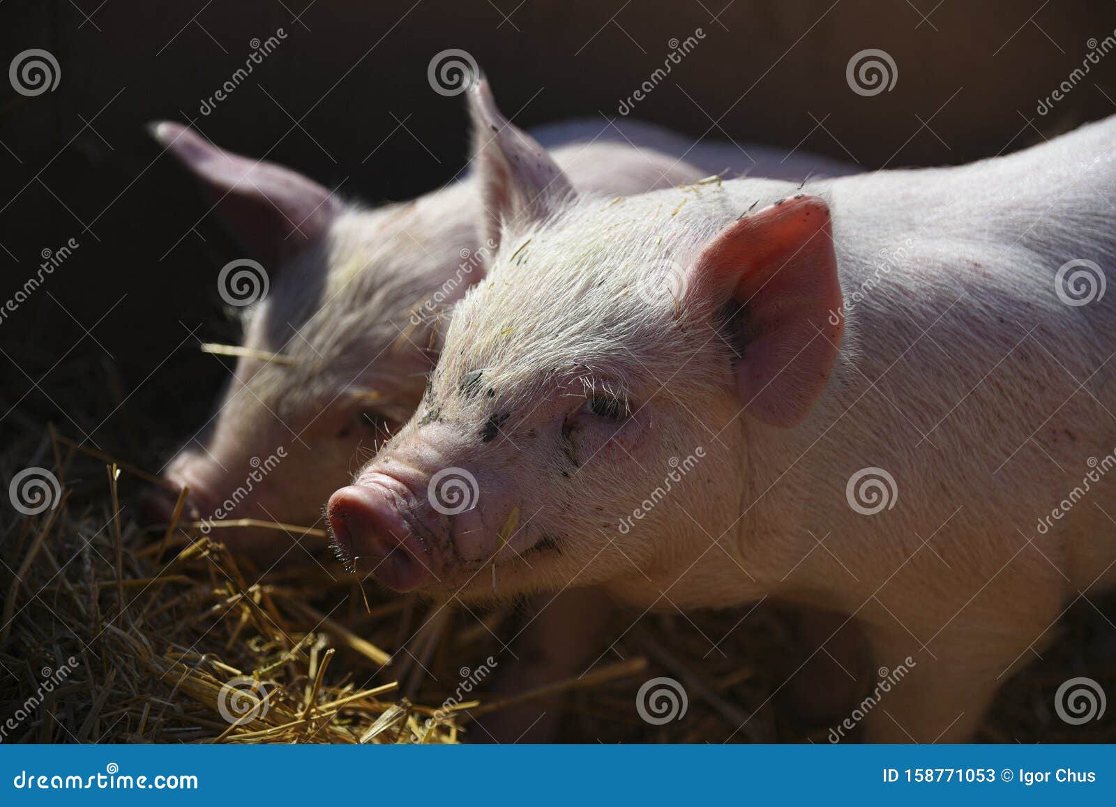 Young Pig in Fresh Straw 2019 Stock Image - Image of livestock, farm ...