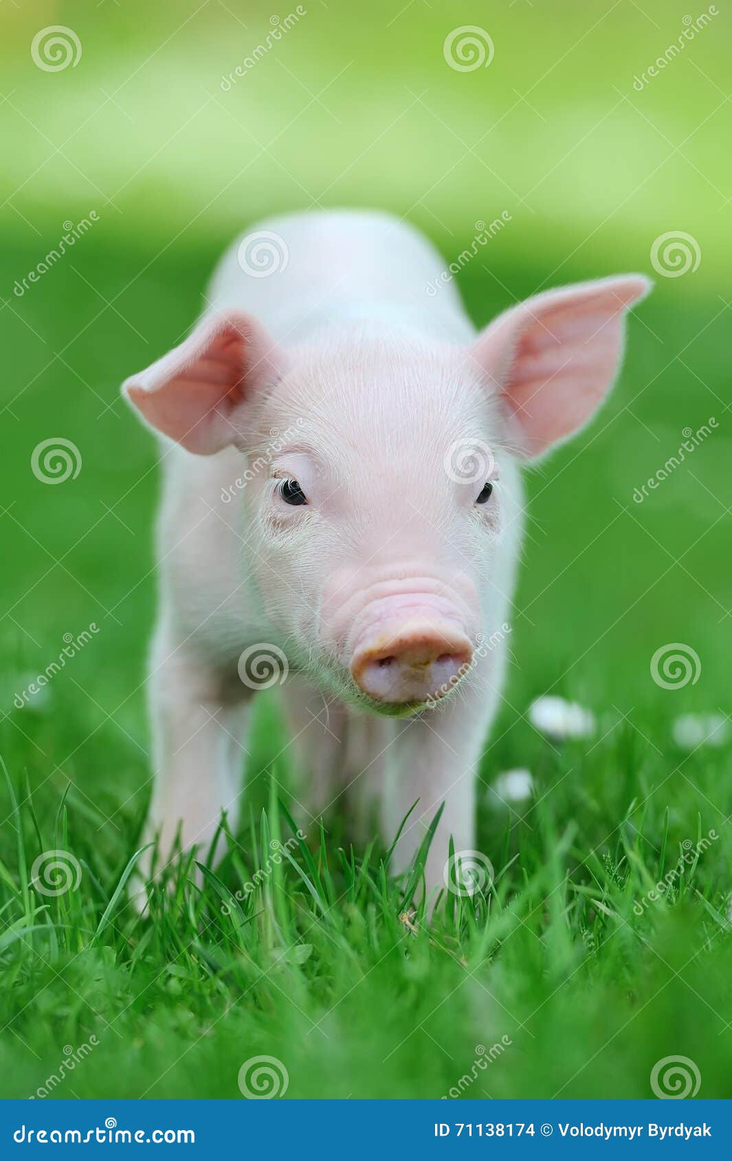 Young pig on grass stock photo. Image of mammal, piglet - 71138174