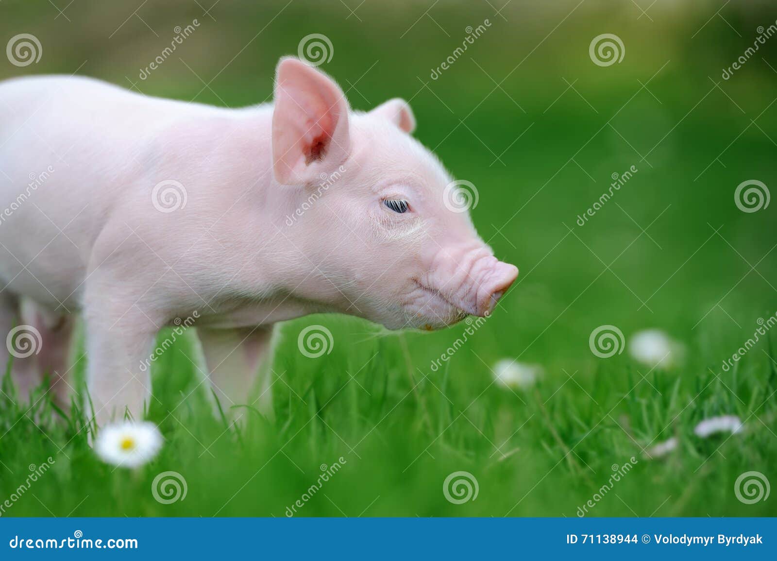 Young pig on grass stock photo. Image of agricultural - 71138944