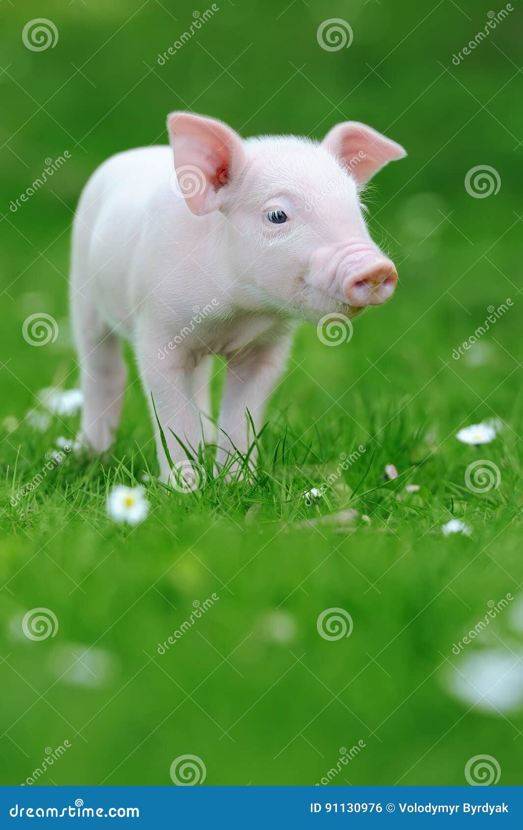Young pig on grass stock photo. Image of background, dirty - 91130976