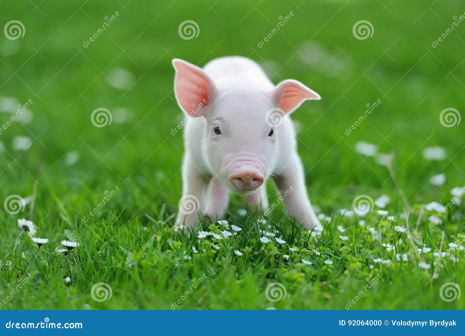 Young pig on grass stock photo. Image of cute, happy - 92064000