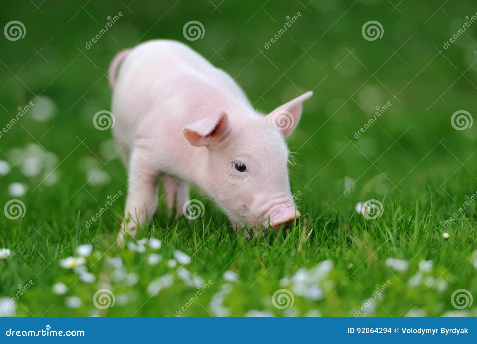Young pig on grass stock photo. Image of farming, livestock - 92064294