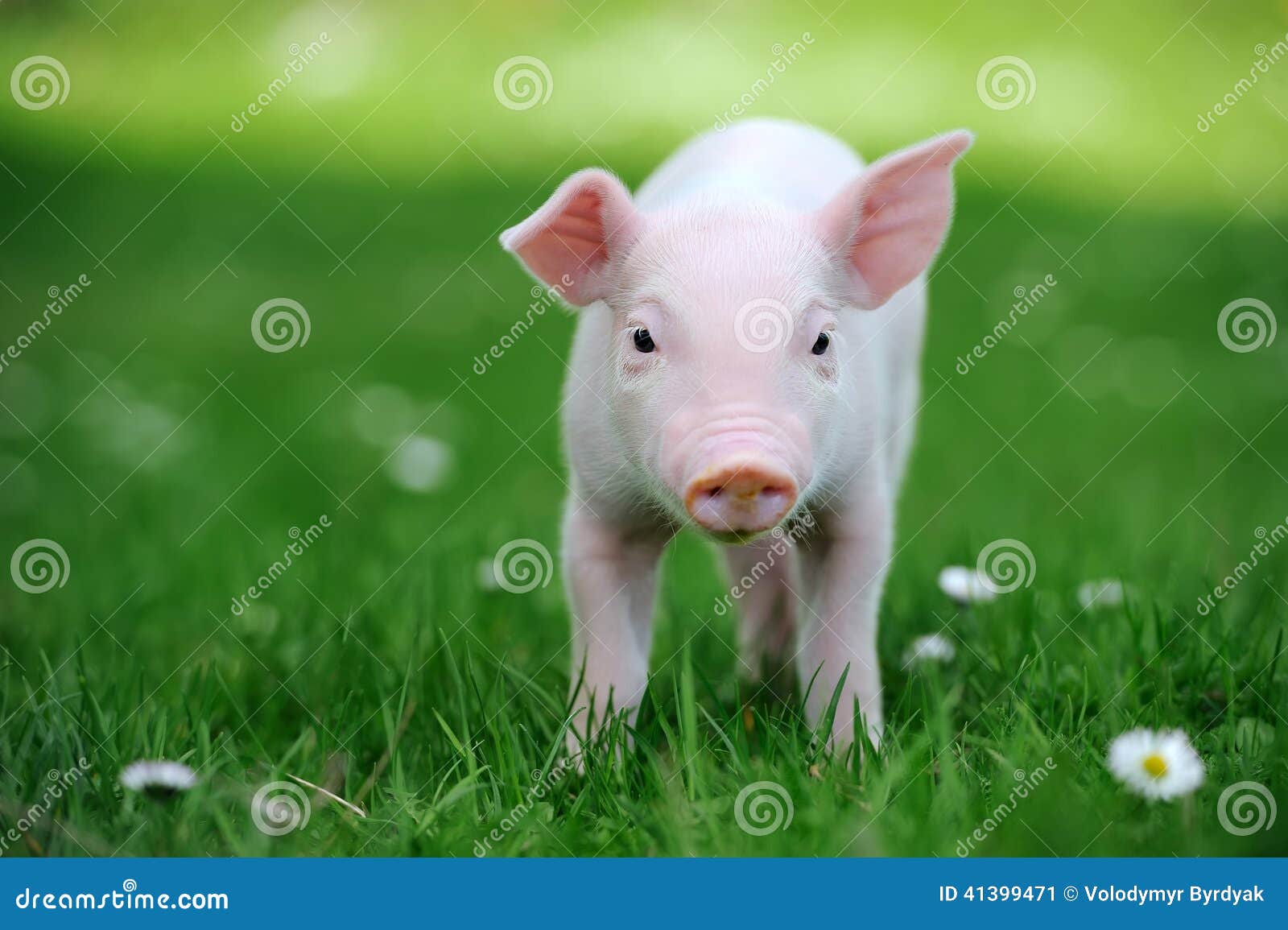 Young pig in grass stock image. Image of piglet, livestock - 41399471