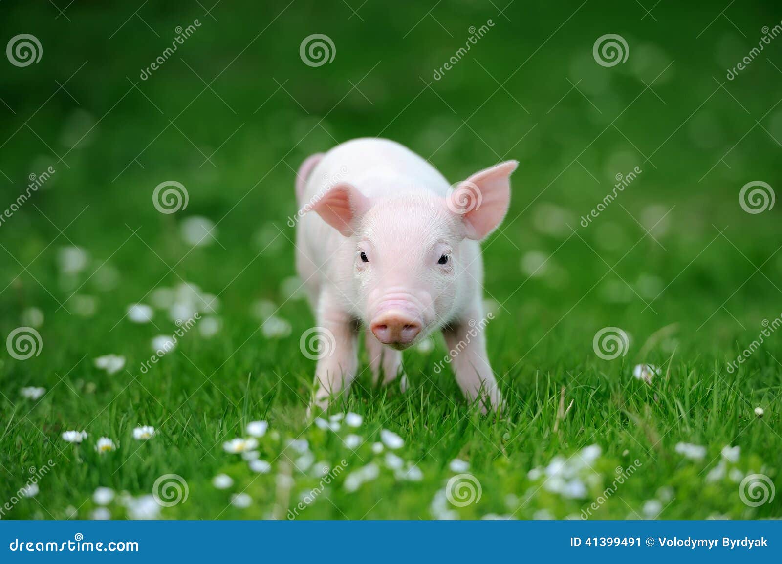 Young pig in grass stock image. Image of caked, farm - 41399491
