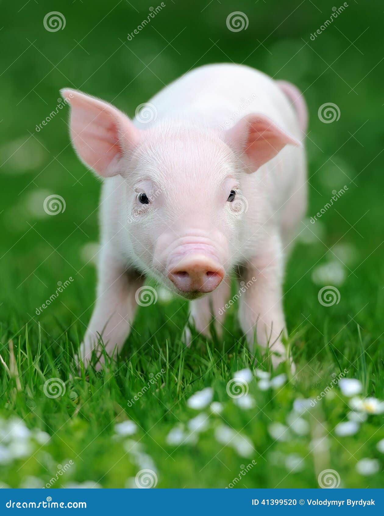 Young pig in grass stock photo. Image of funny, boar - 41399520