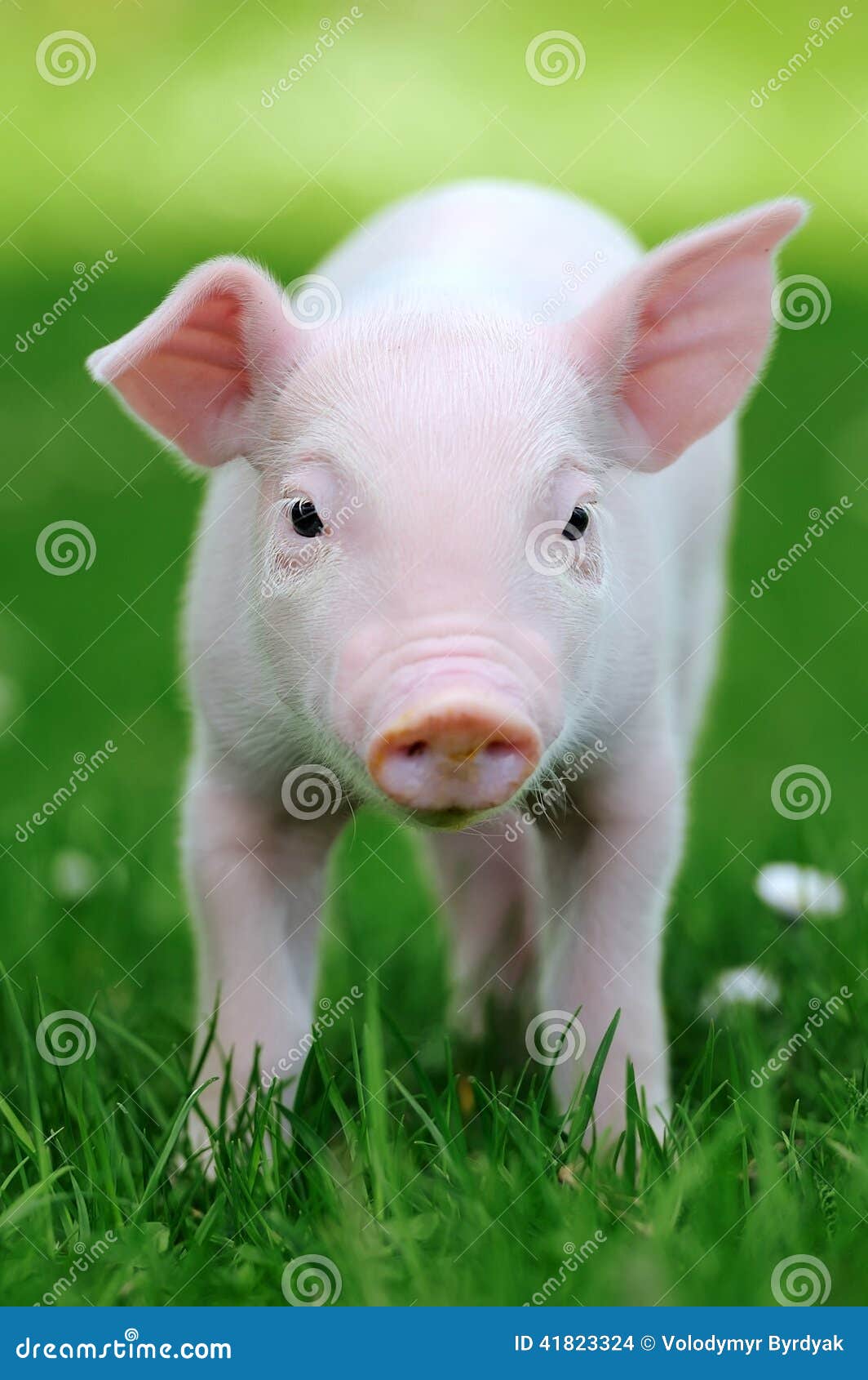 Young pig in grass stock photo. Image of food, caked - 41823324