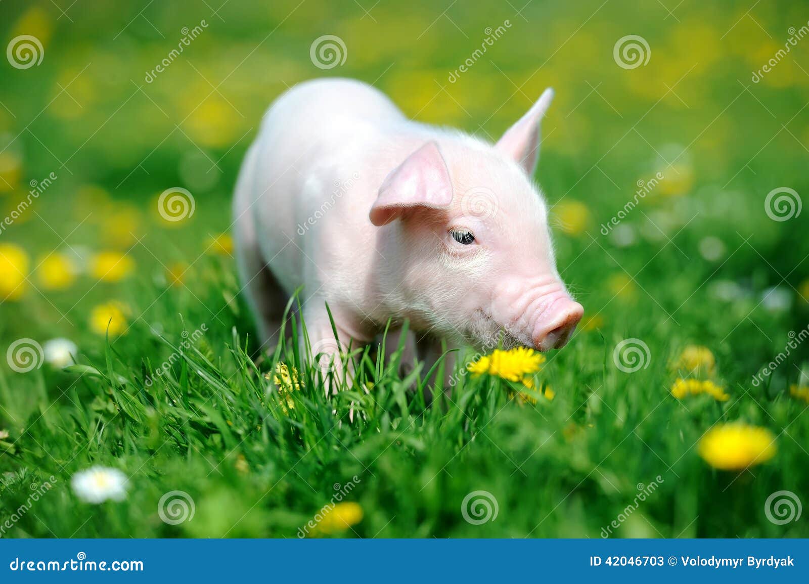 Young pig in grass stock image. Image of piglet, closeup - 42046703