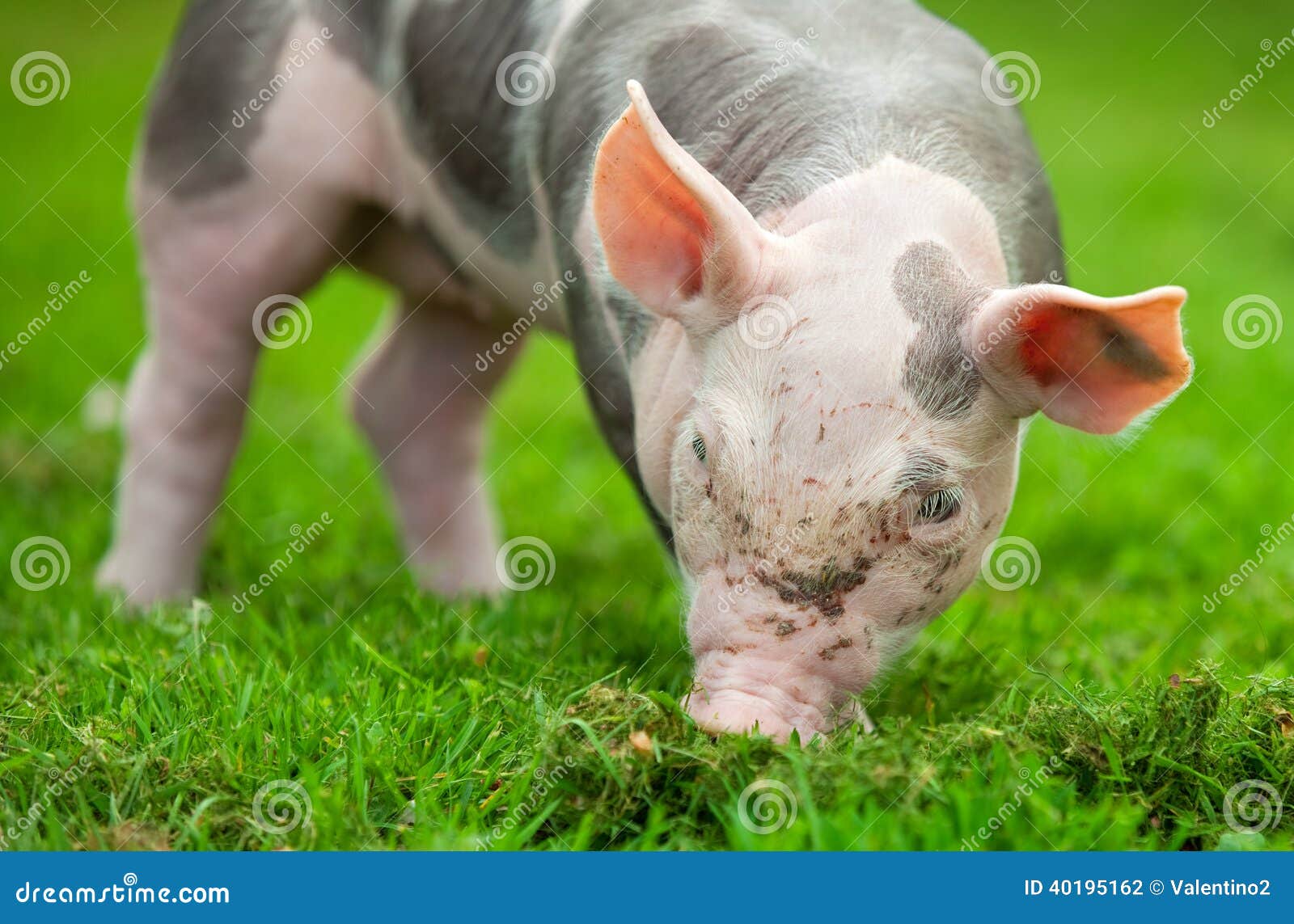 Young pig on a green grass stock photo. Image of young - 40195162