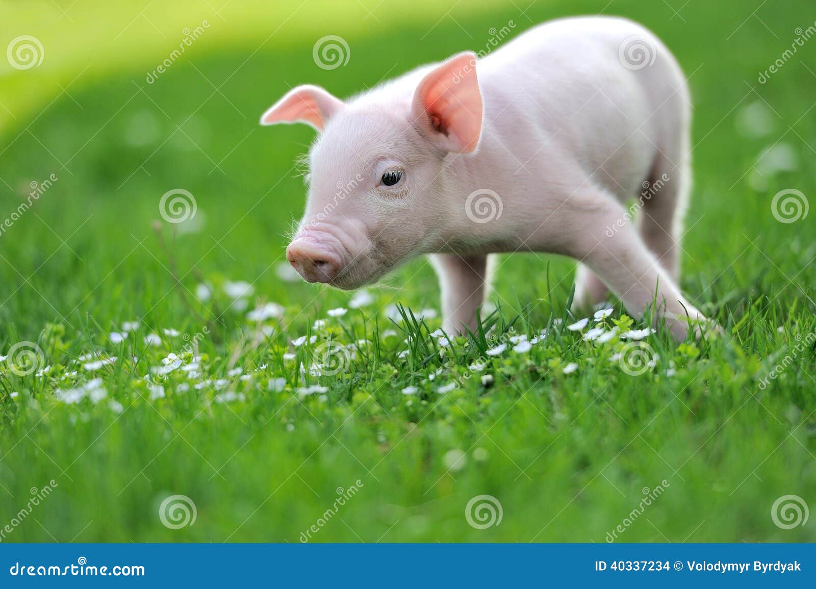 Young pig on a green grass stock photo. Image of outdoors - 40337234