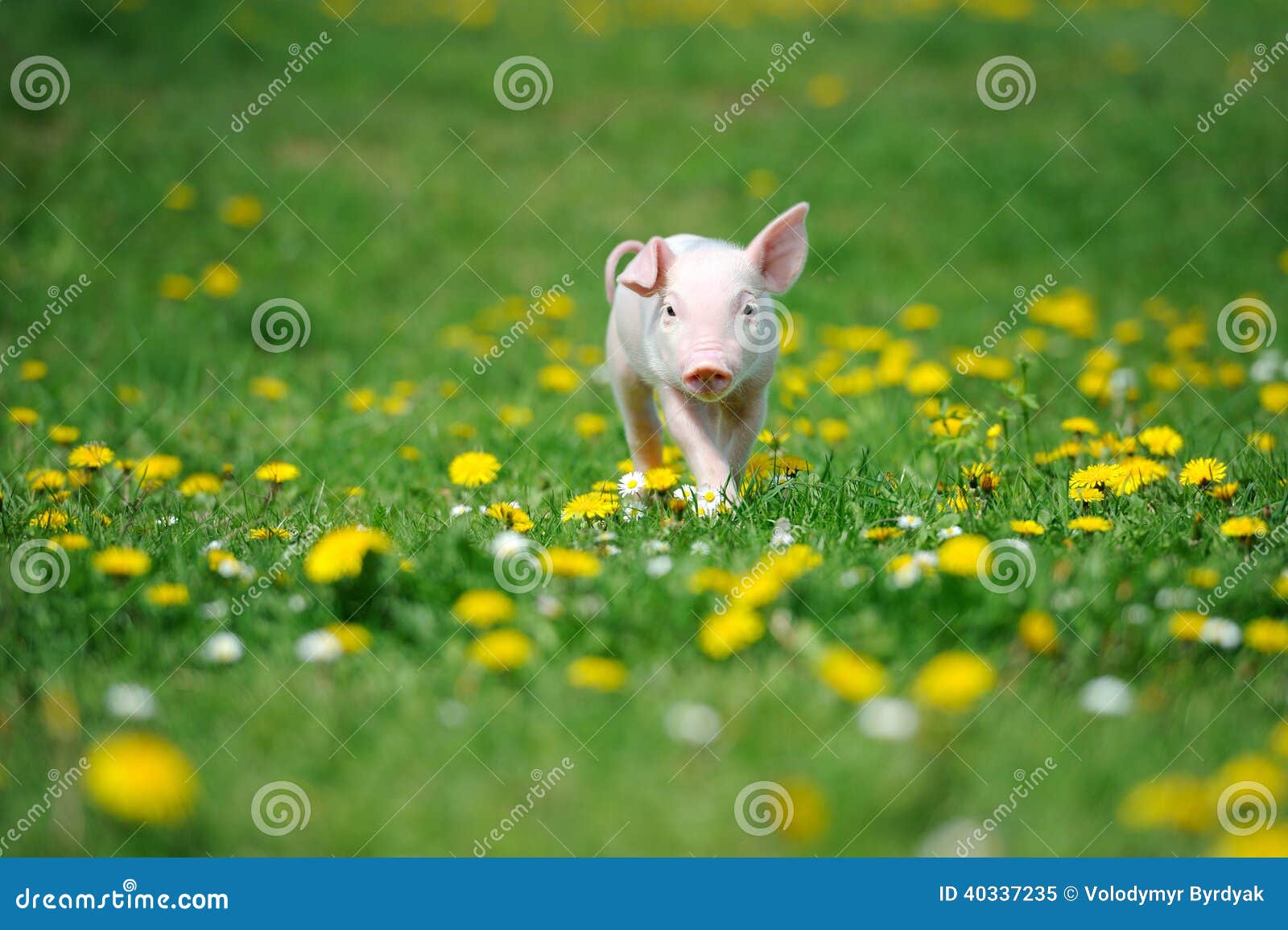 Young pig on a green grass stock image. Image of motion - 40337235