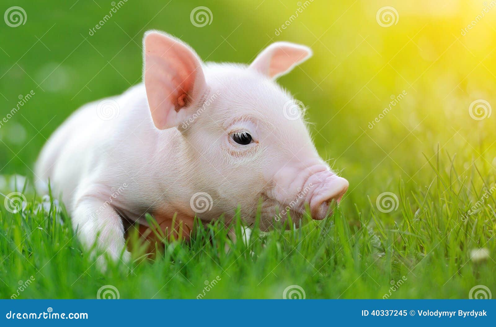 Young pig on a green grass stock image. Image of pink - 40337245