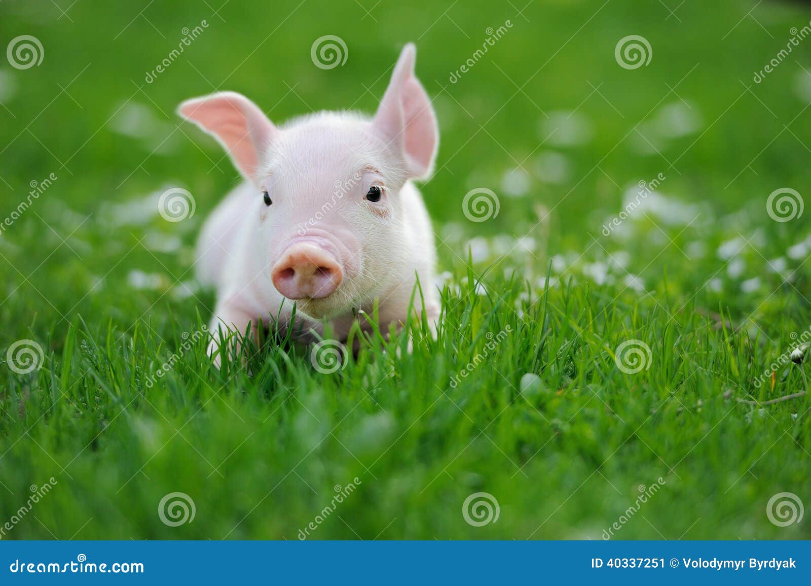 Young pig on a green grass stock image. Image of background - 40337251