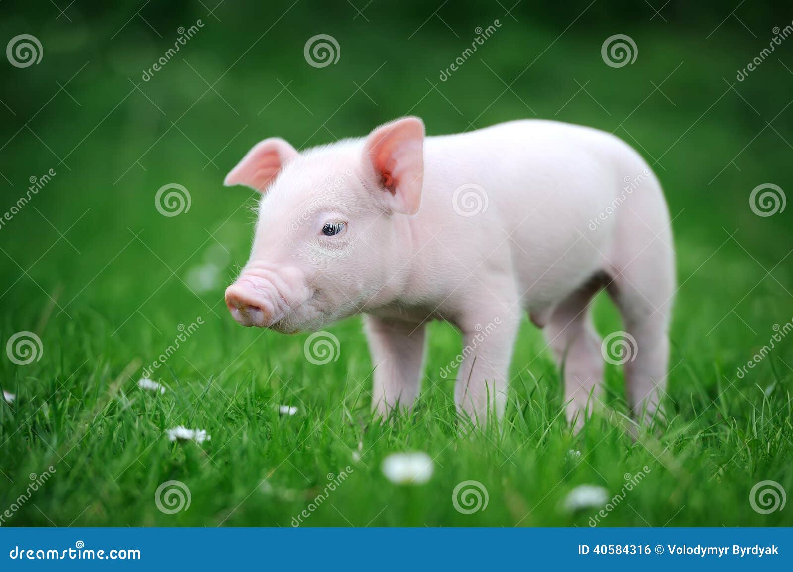 Young pig on a green grass stock photo. Image of food - 40584316