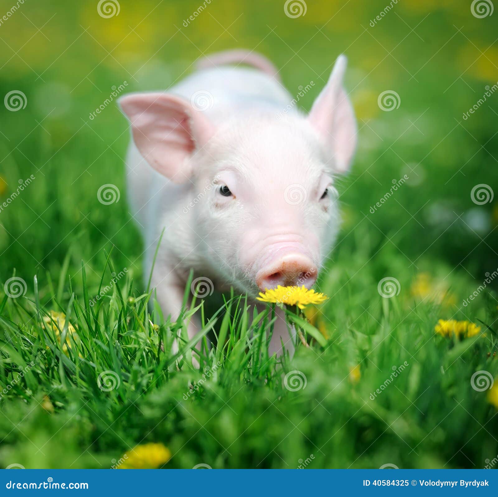 Young pig on a green grass stock image. Image of animals - 40584325