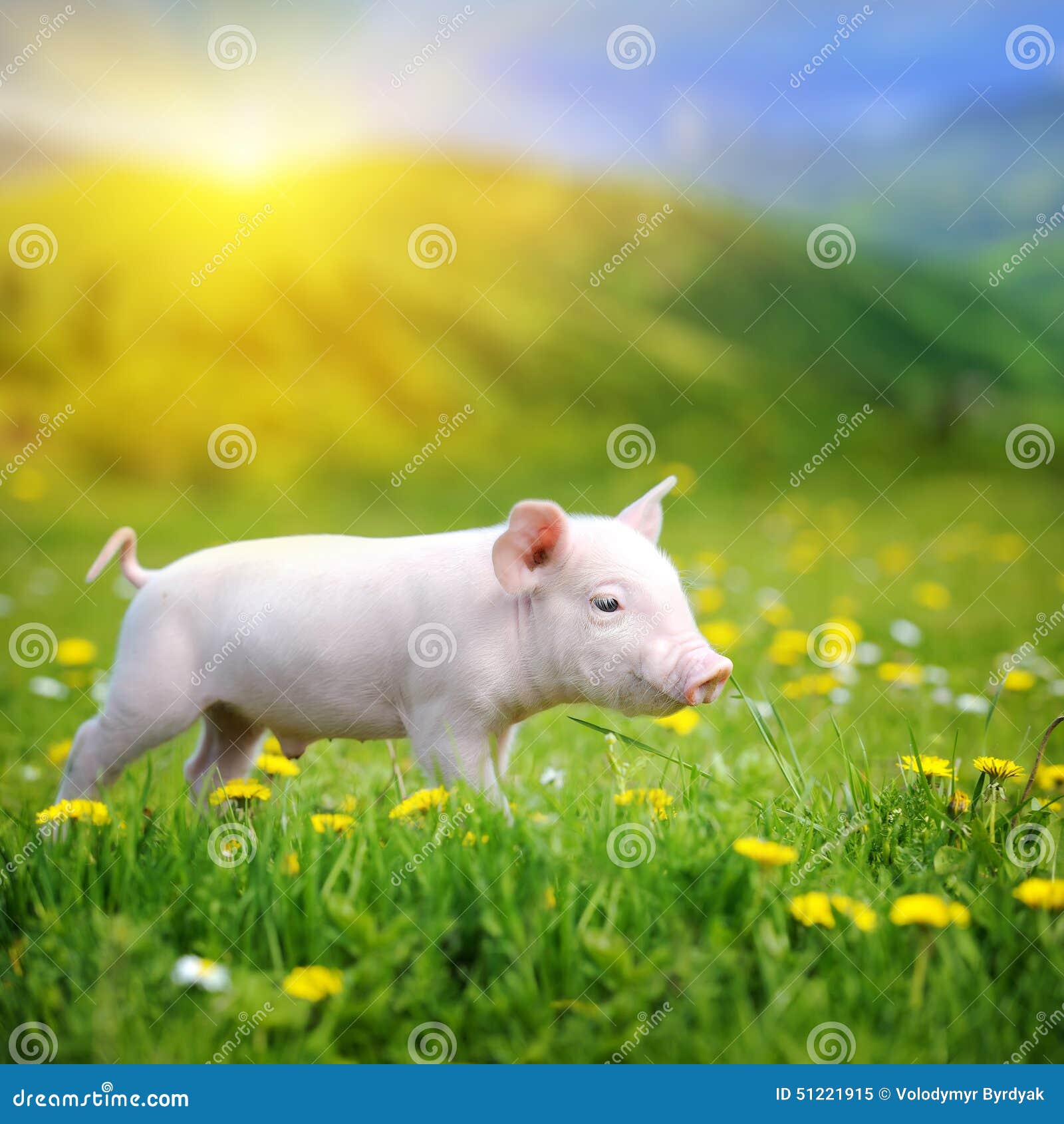 Young pig on a green grass stock image. Image of closeup - 51221915
