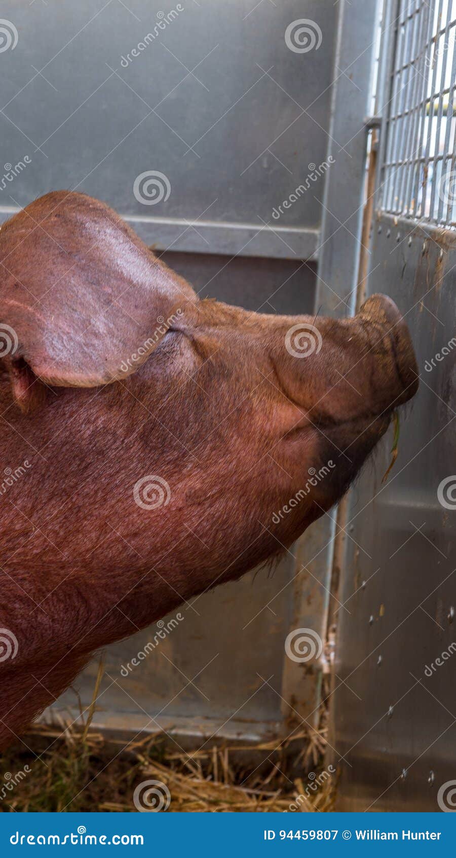 Young Pig on Hay and Straw at Pig Show Stock Image - Image of ...