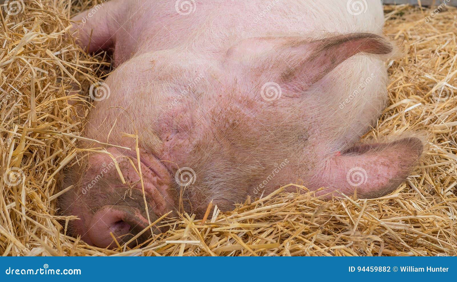 Young Pig on Hay and Straw at Pig Show Stock Photo - Image of look ...