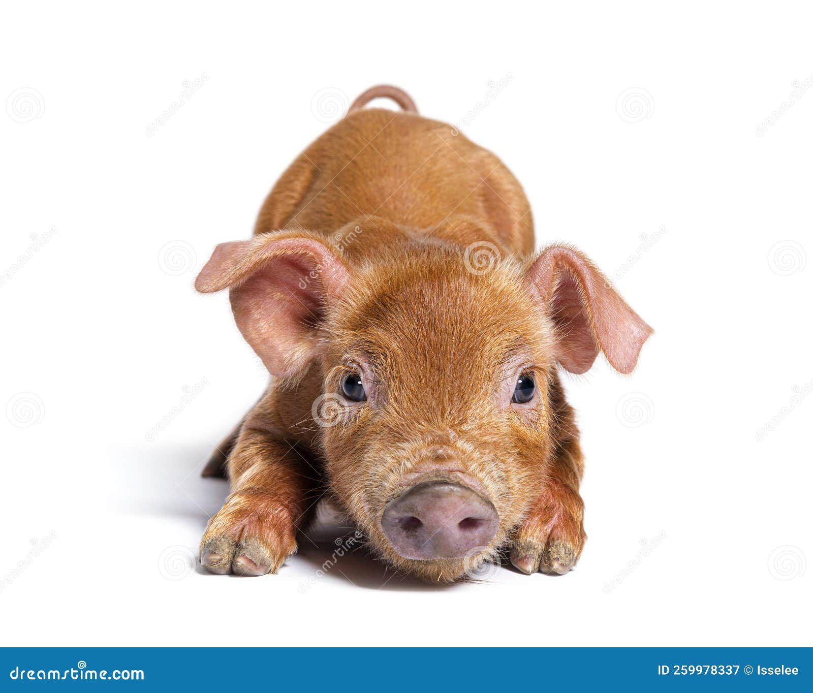 Young Pig Kneeling in Front Mixedbreed, Isolated Stock Image - Image of ...