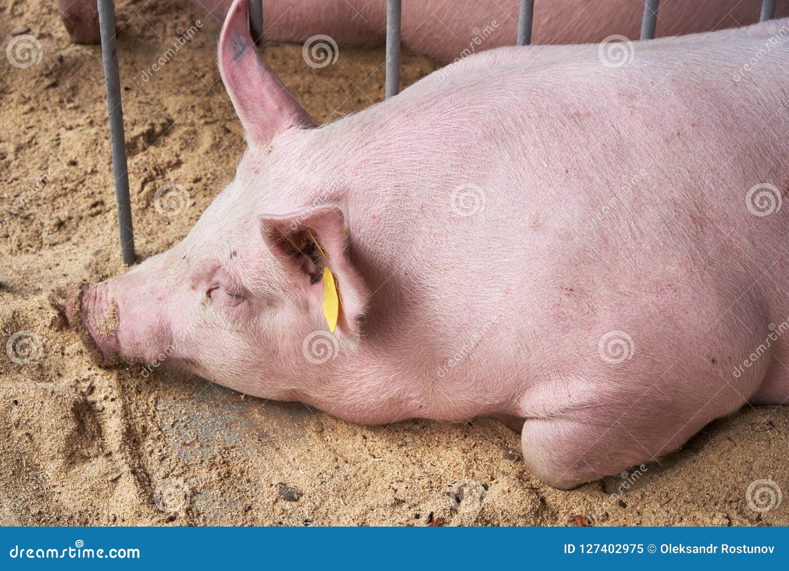 The Young Pig Lay on the Sawdust Stock Image - Image of young, swine ...