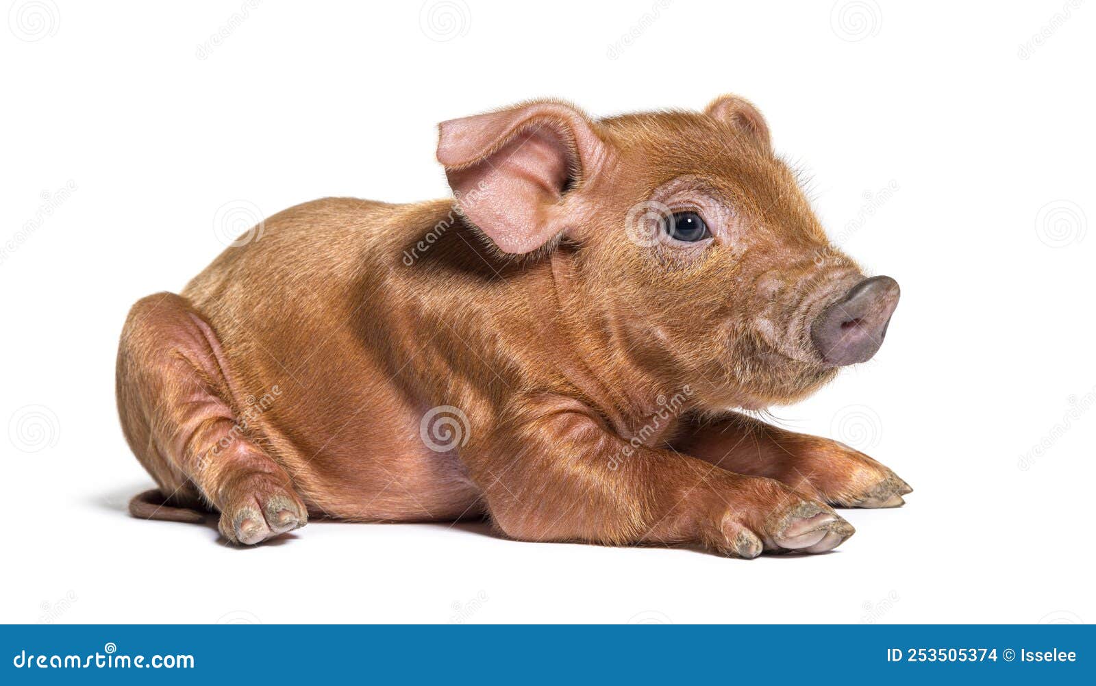 Young Pig Lying Down Looking at the Cameramixedbreed Stock Photo ...