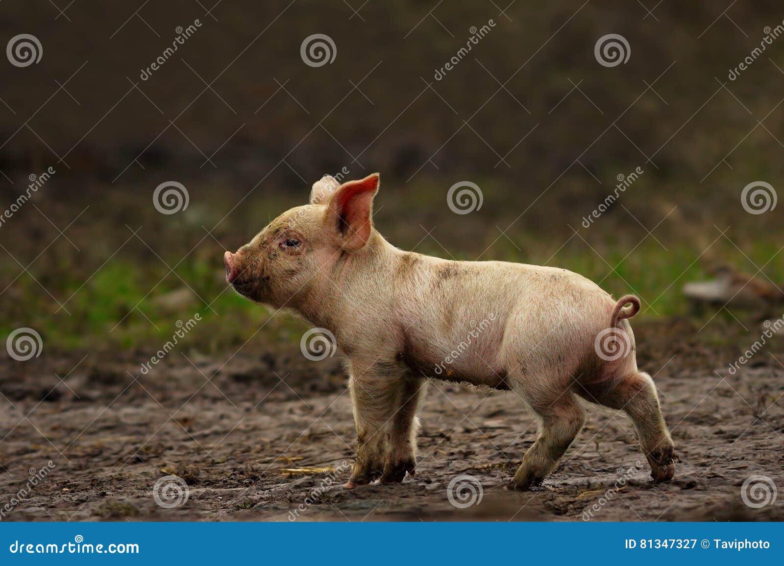 749 Farm Pig Profile Stock Photos - Free & Royalty-Free Stock Photos ...
