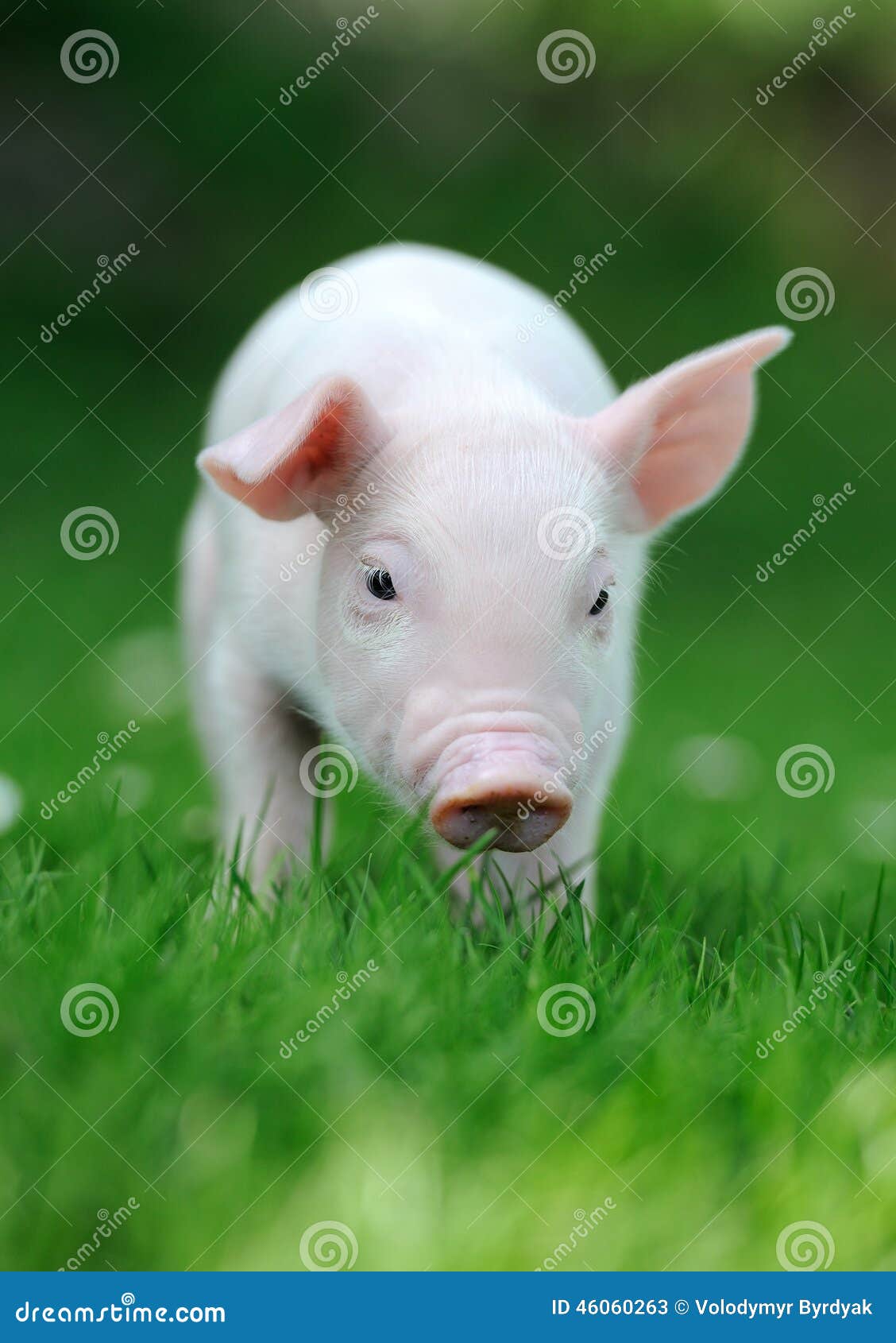 Young pig stock image. Image of curiosity, population - 46060263