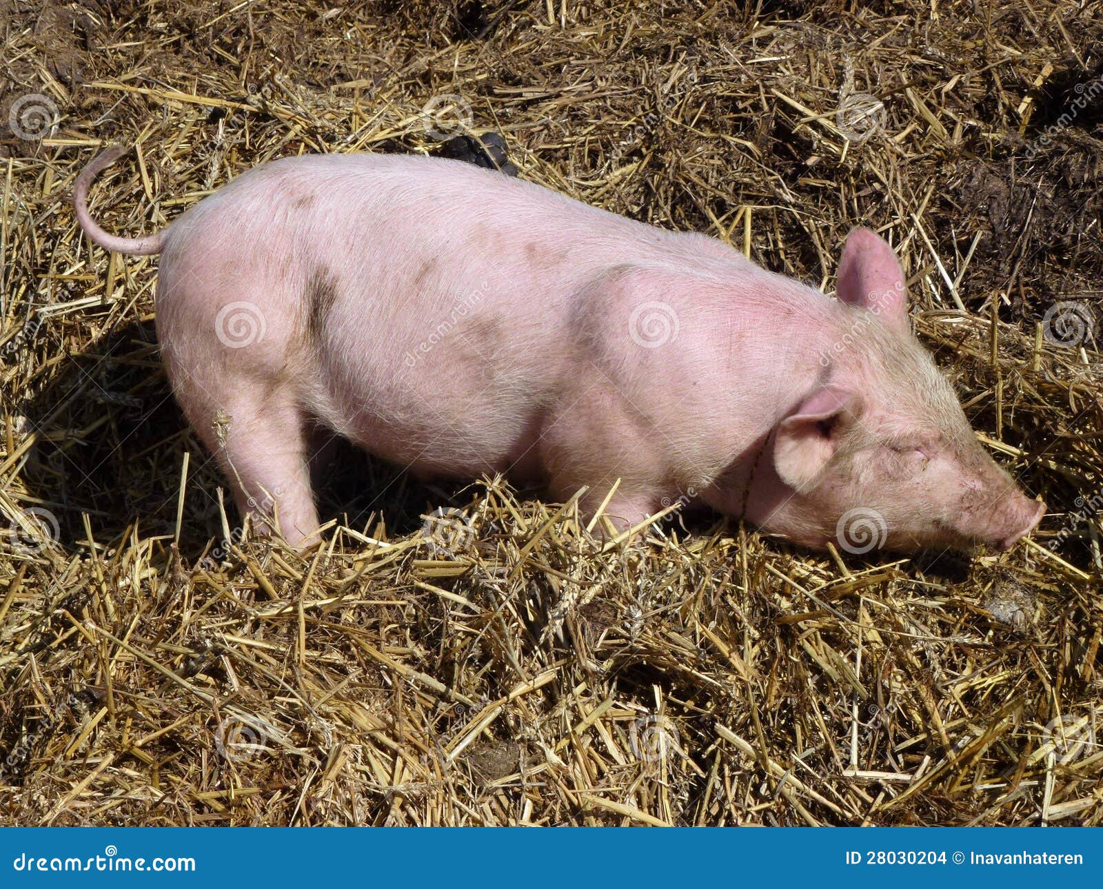 A young pig in the straw stock photo. Image of domestica - 28030204