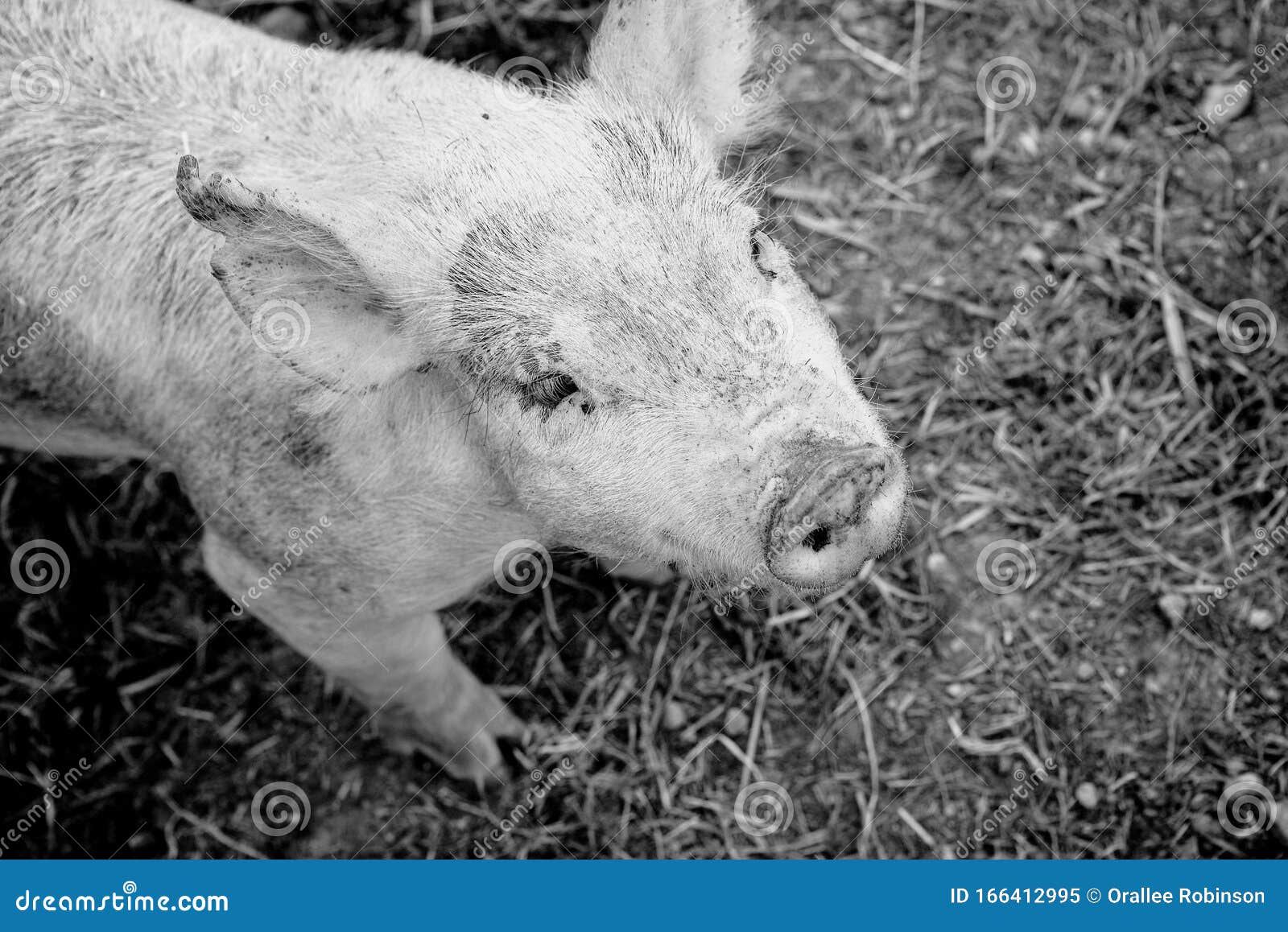 Young pig in a sty stock image. Image of farm, animal - 166412995