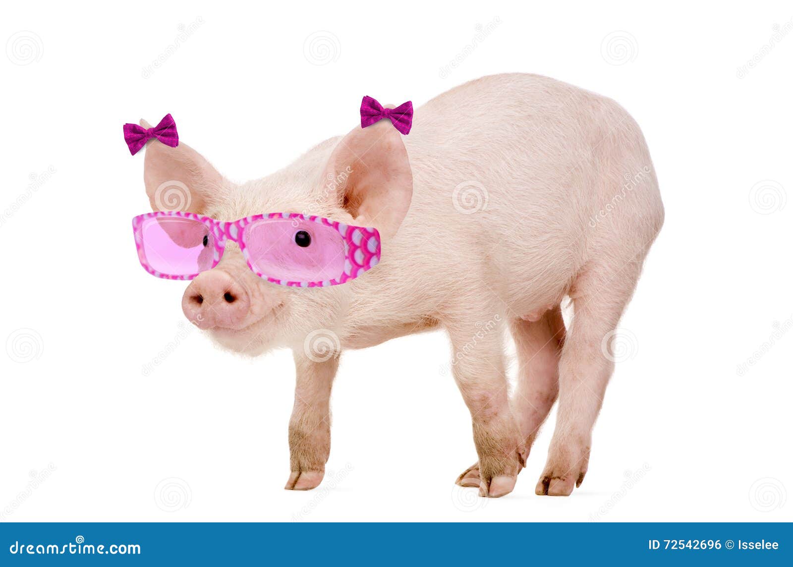 514 Pig Sunglasses Photos - Free & Royalty-Free Stock Photos from ...