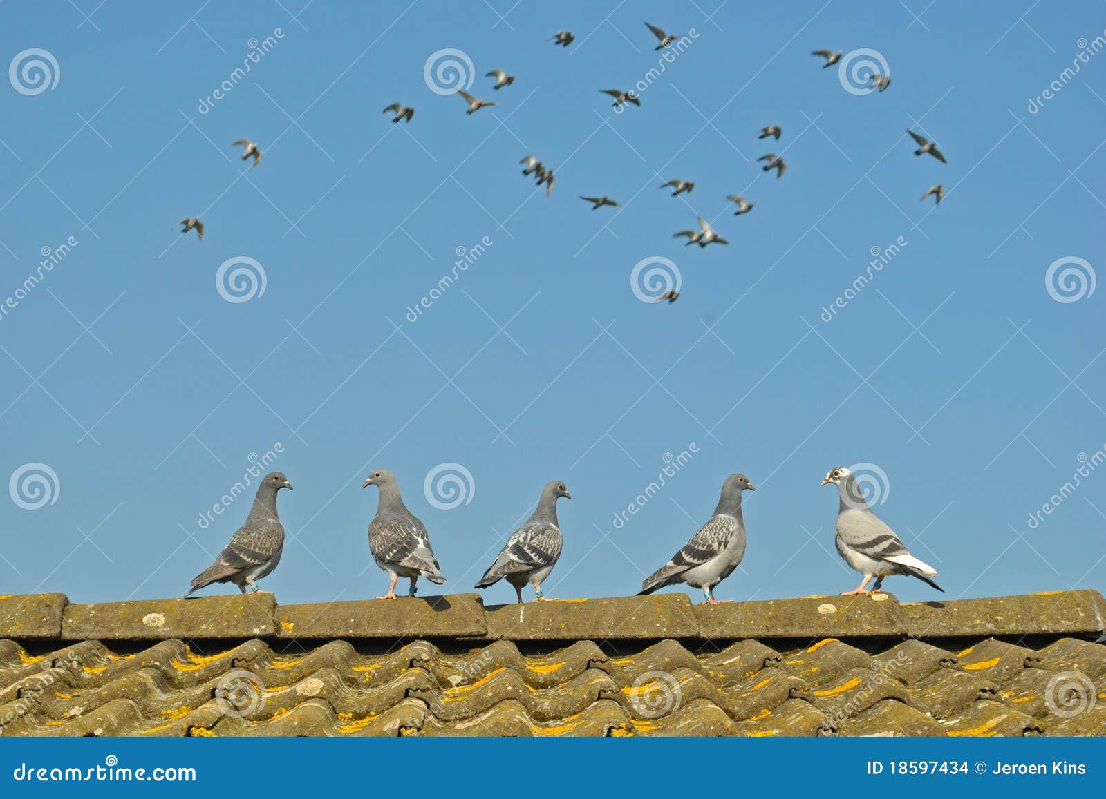 Young Pigeons Watch Flying Pigeons Stock Photo - Image of landing ...