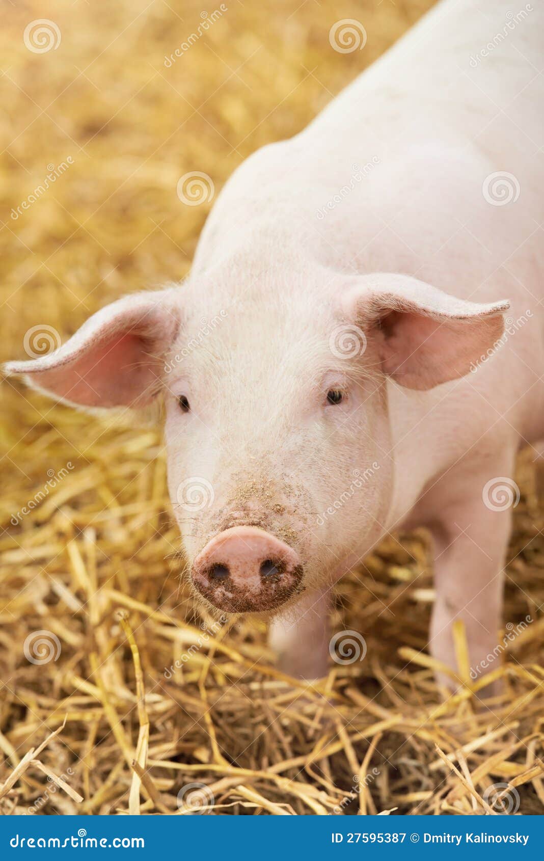 Young Piglet on Hay at Pig Farm Stock Image - Image of animal, milk ...