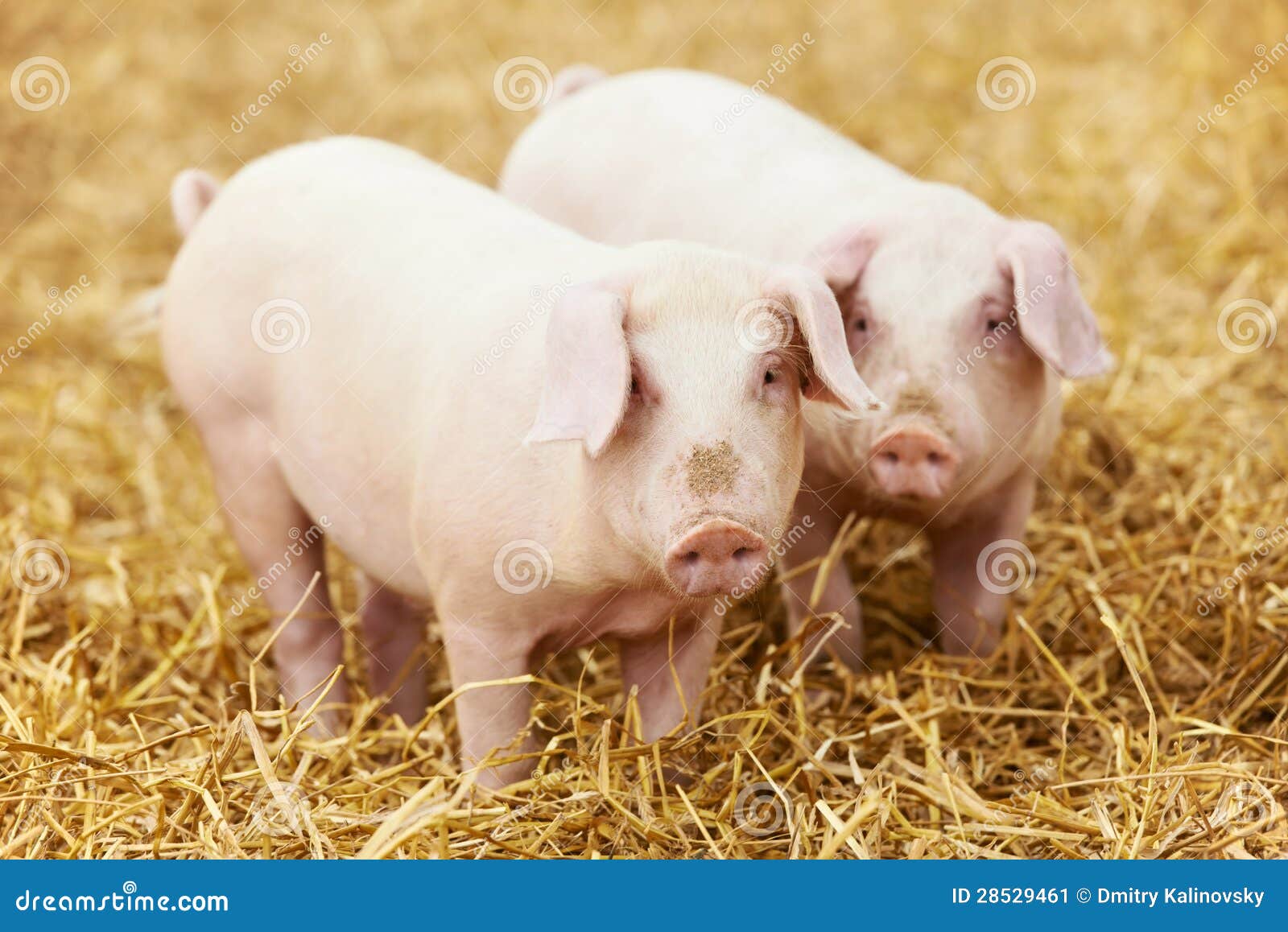 Two Young Piglet At Pig Breeding Farm Royalty-Free Stock Photography ...