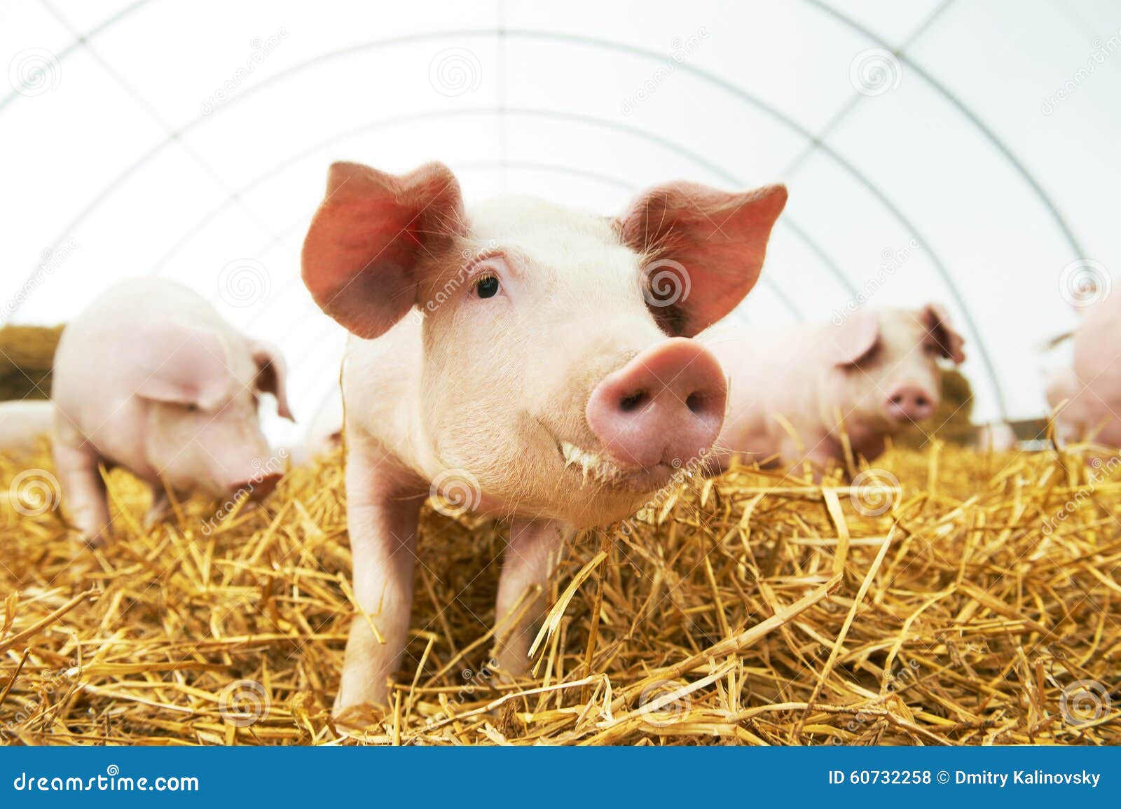 Young Piglet on Hay at Pig Farm Stock Photo - Image of nose, meat: 60732258
