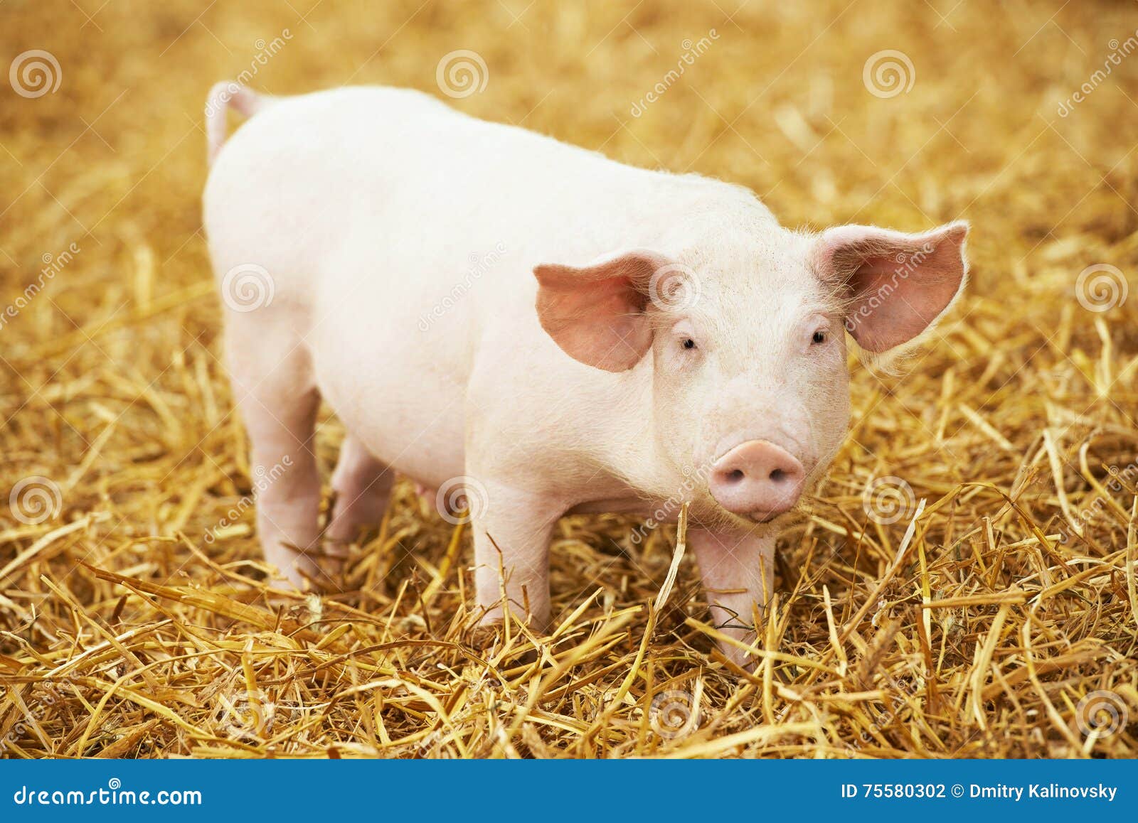 Young Piglet on Hay and Straw at Pig Breeding Farm Stock Photo - Image ...
