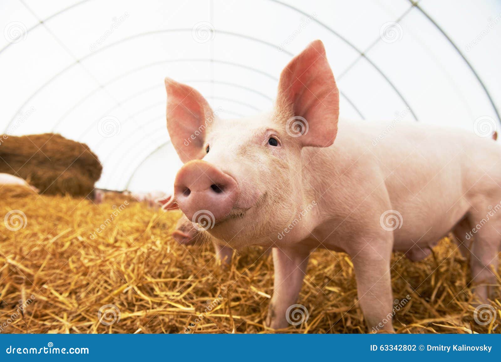Young Piglet at Pig Breeding Farm Stock Photo - Image of agricultural ...