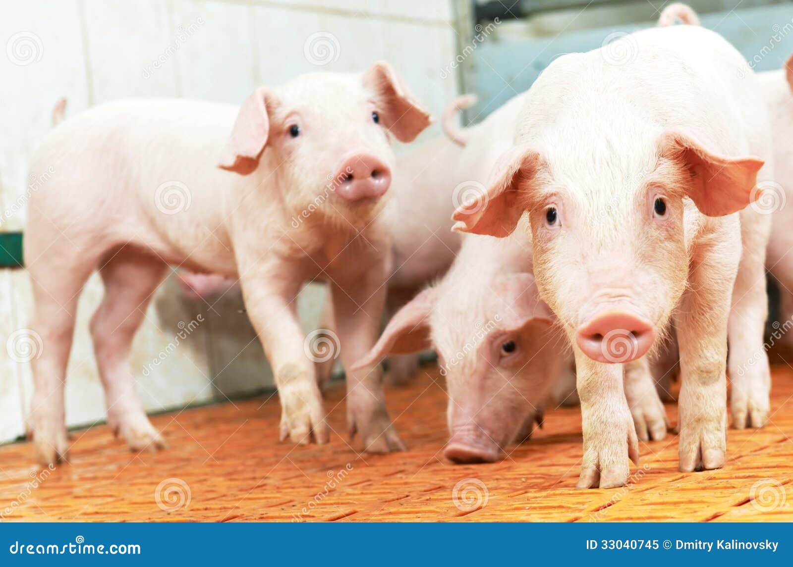 Young piglet at pig farm stock image. Image of mammal - 33040745