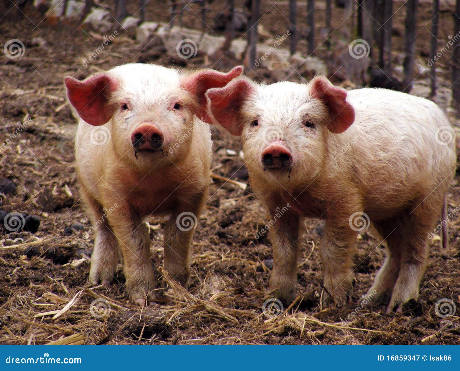 Young piglets stock image. Image of close, rural, animal - 16859347