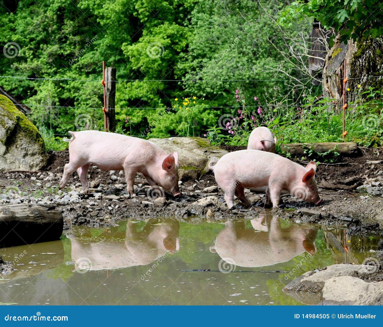 Young pigs stock image. Image of swine, bank, cute, farm - 14984505
