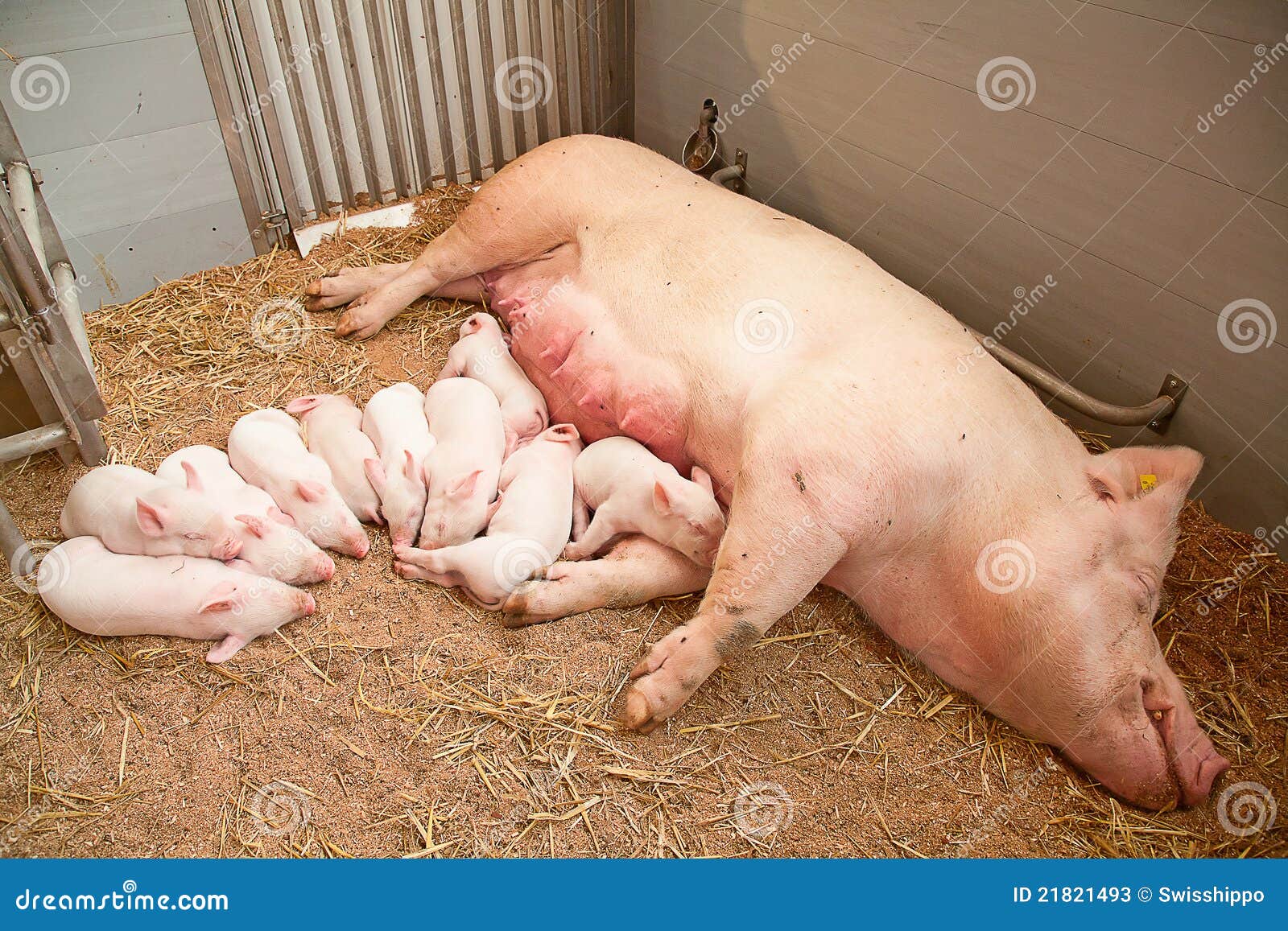 Young pigs stock image. Image of group, newborn, mammal - 21821493