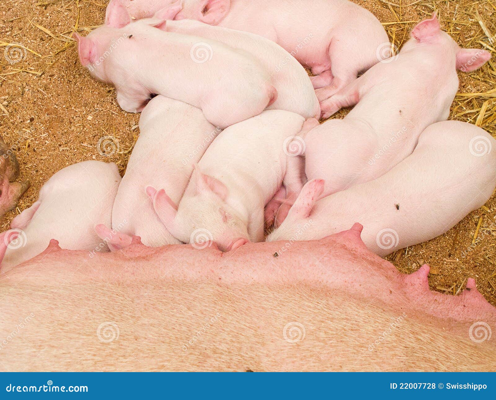 Young pigs stock photo. Image of brown, milk, group, meal - 22007728
