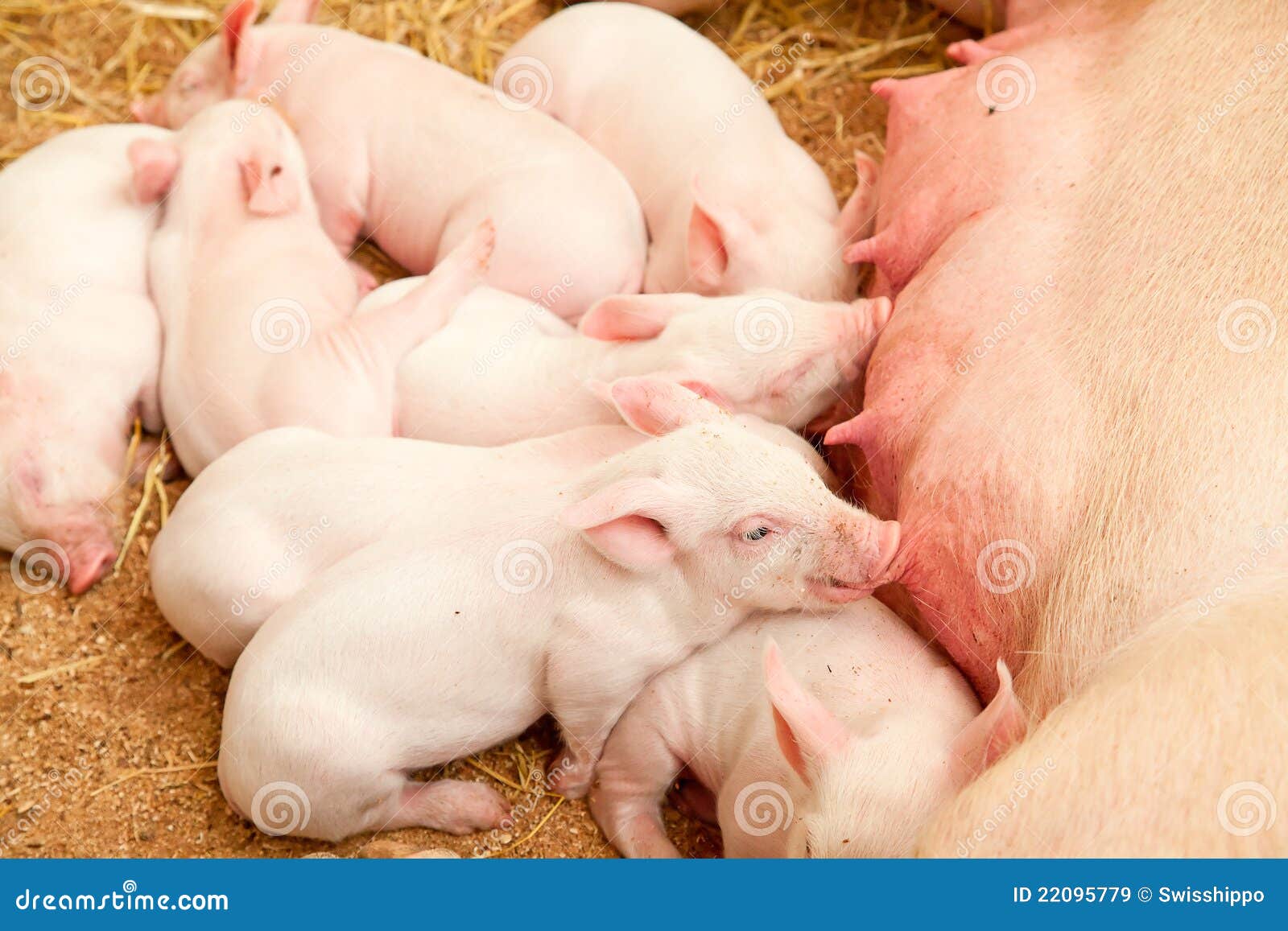Young pigs stock image. Image of lactation, mother, food - 22095779