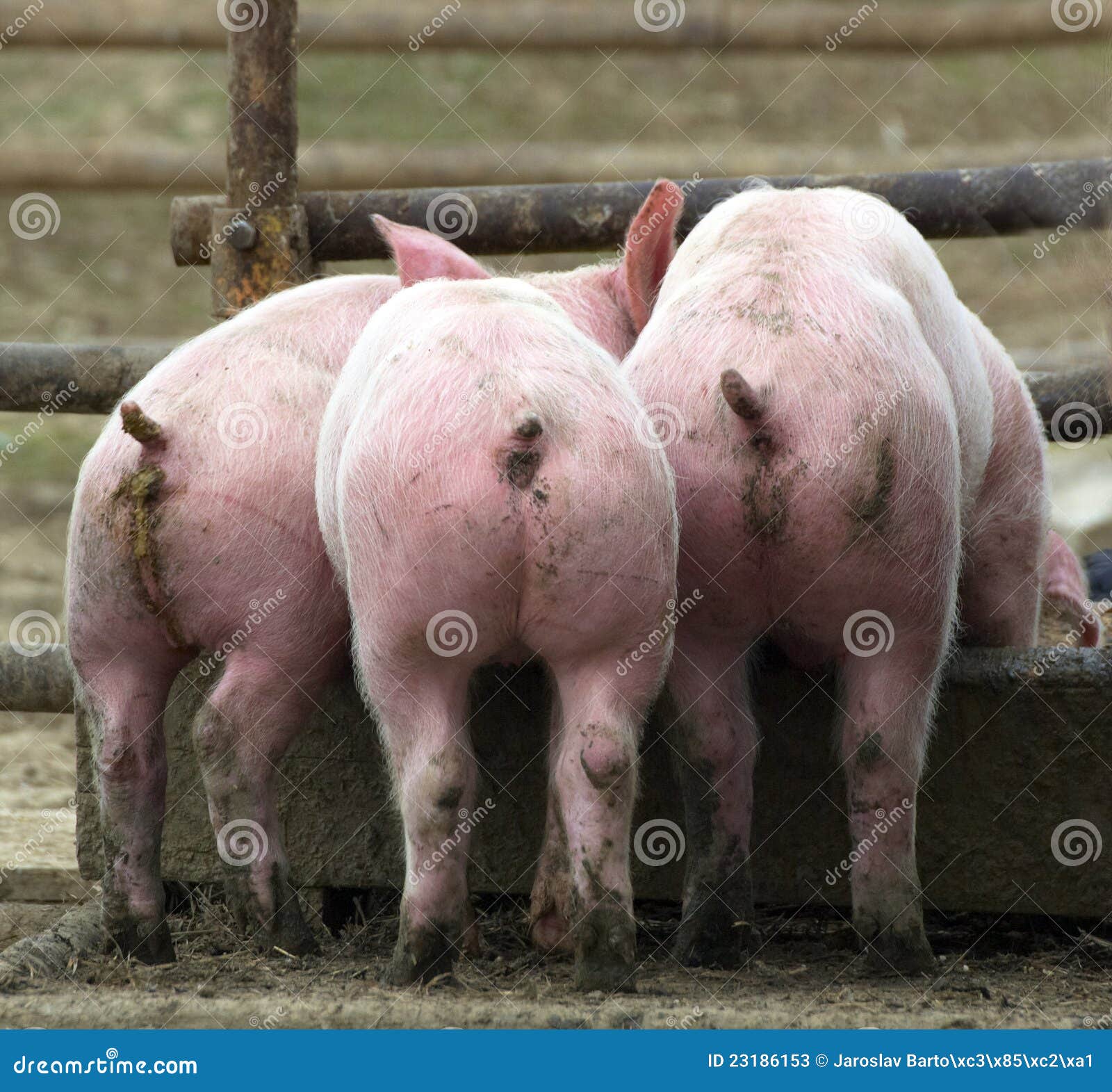 Young pigs stock image. Image of mammal, young, farm - 23186153