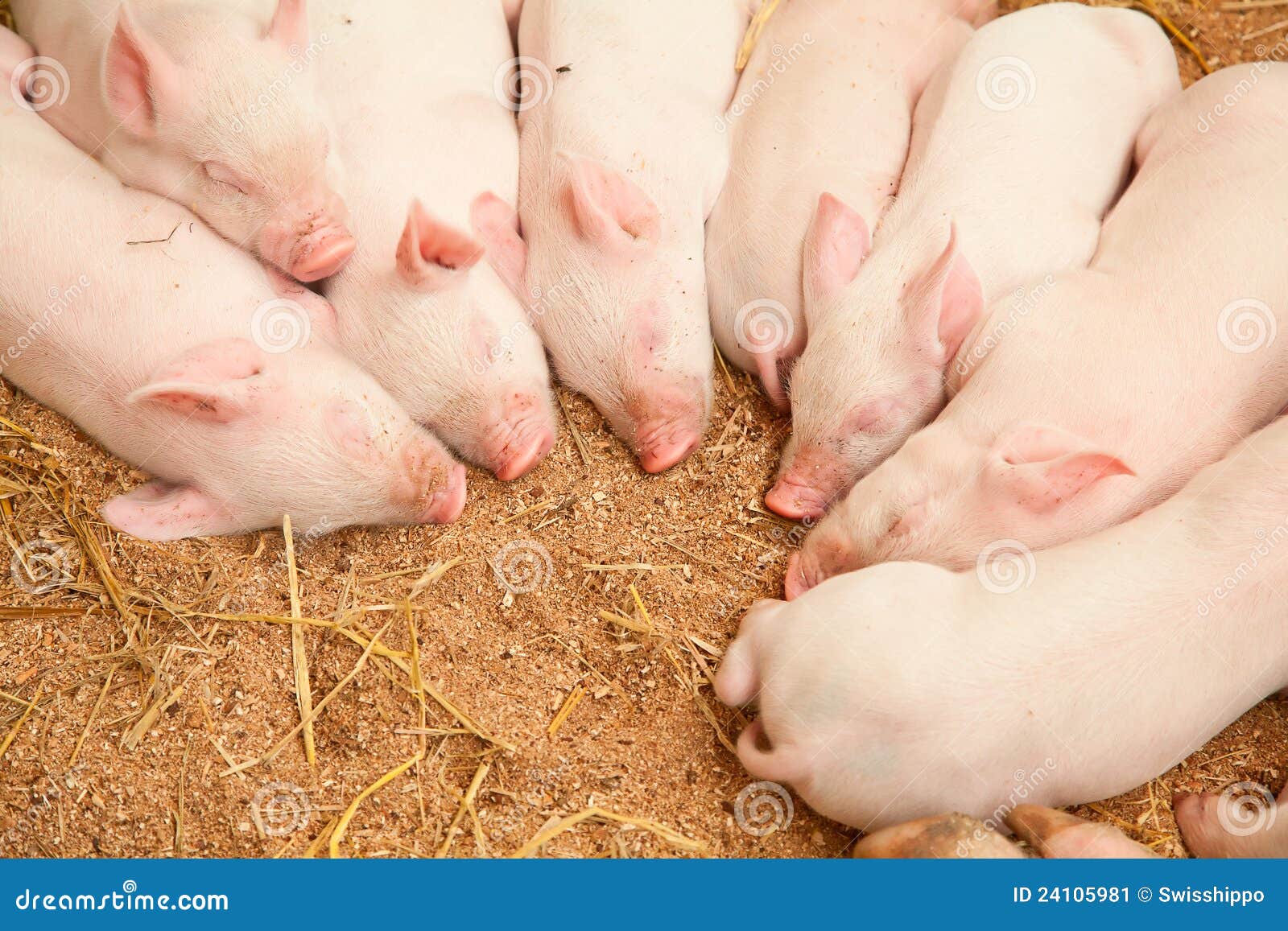 Young pigs stock image. Image of cute, meal, group, brown - 24105981