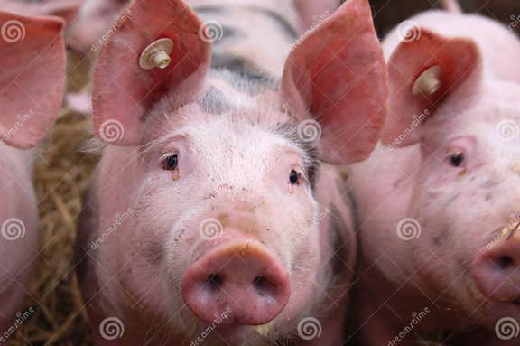 Young pigs stock image. Image of young, domestic, stable - 5941909