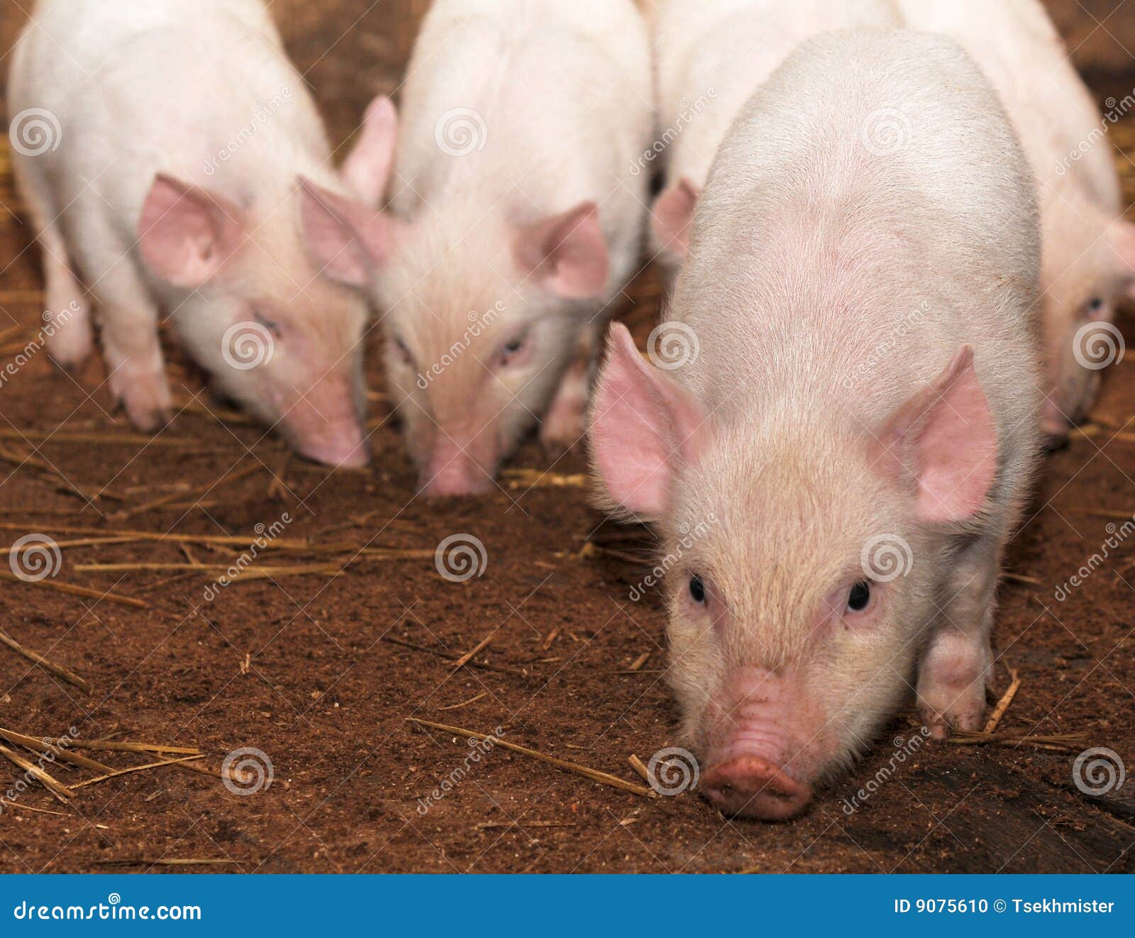 Young pigs stock photo. Image of rural, pigs, small, messy - 9075610