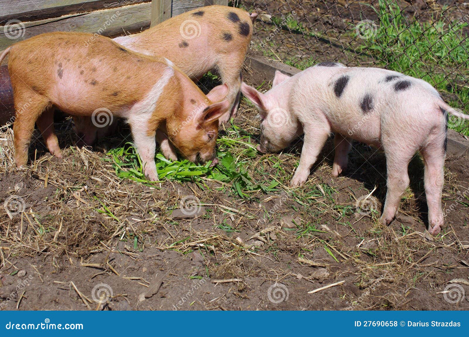 Young pigs eats grass stock photo. Image of animal, little - 27690658